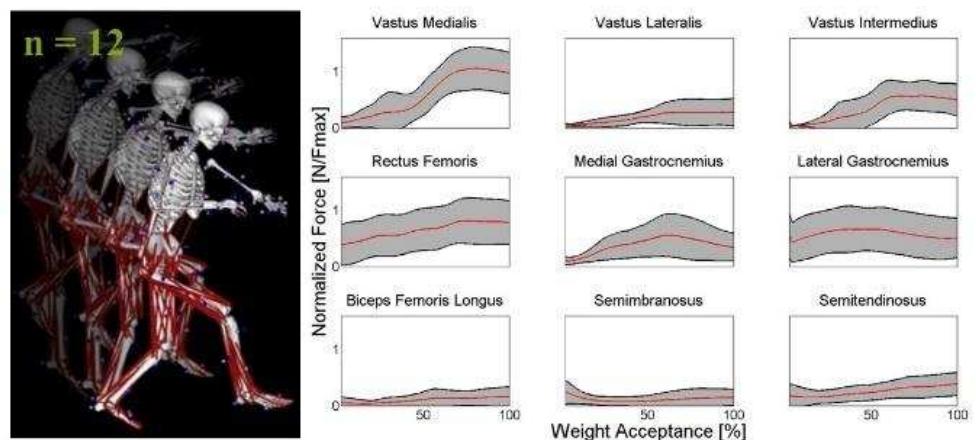Depiction of muscle forces used during the weight acceptance