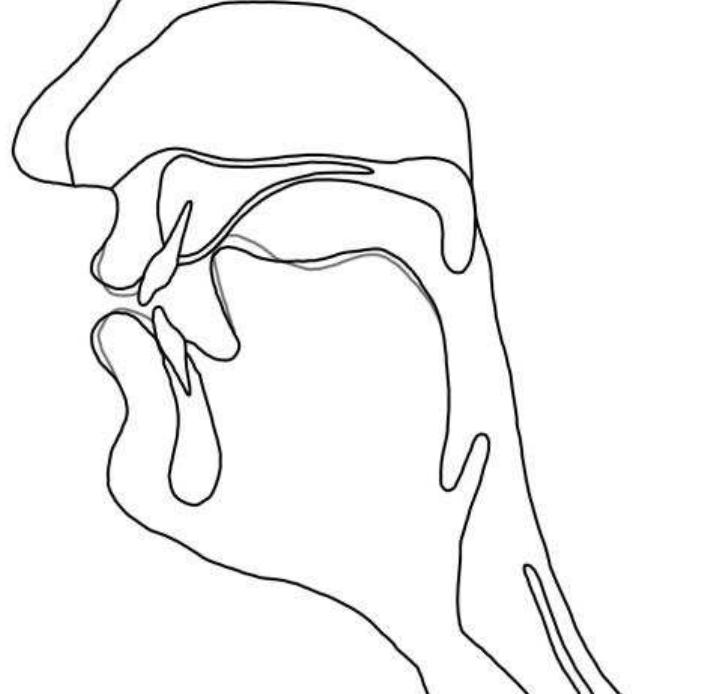 The midsagittal cross-section of the vocal tract during the