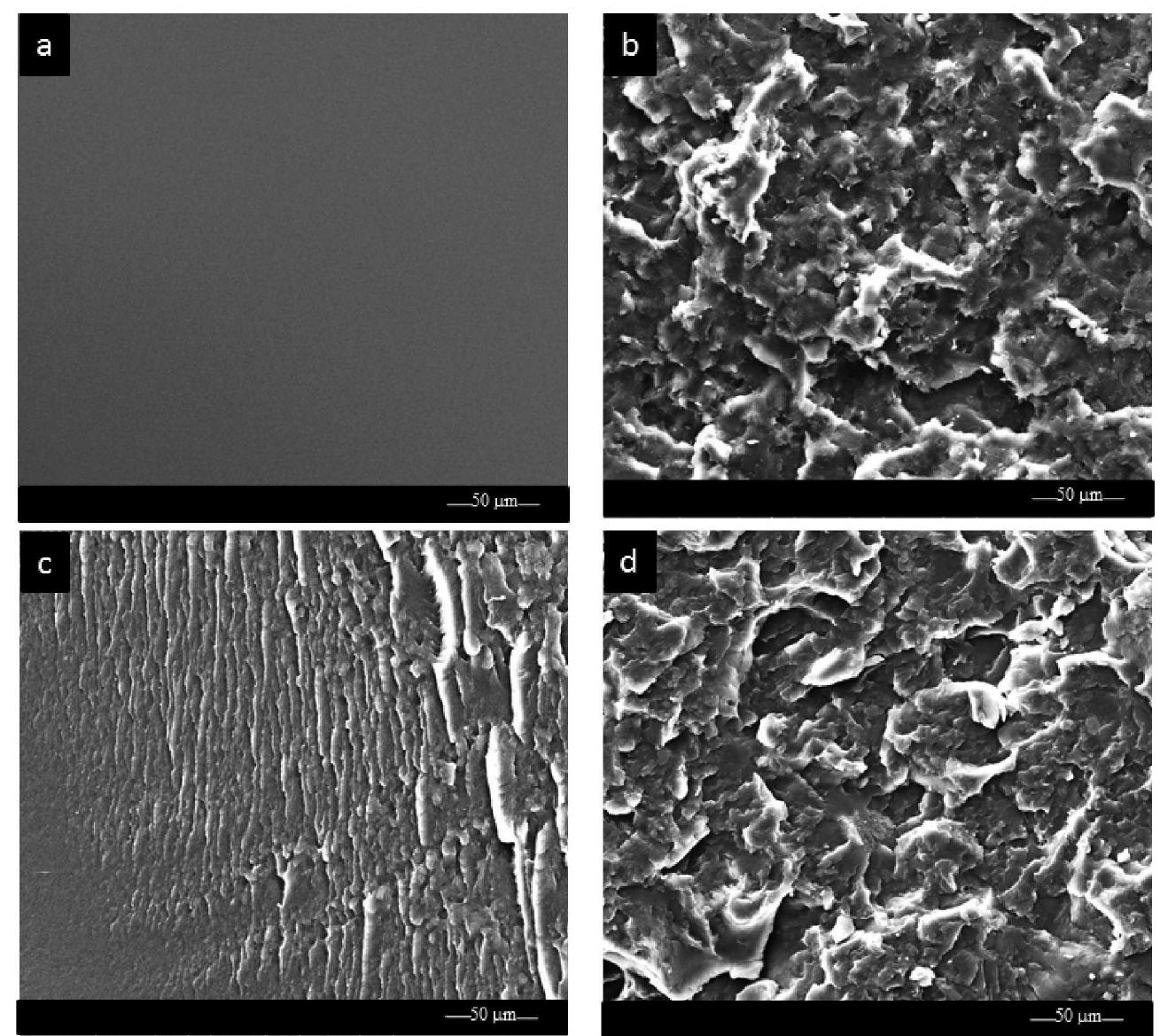 Scanning electron microscope images (1000 x) comparing neat