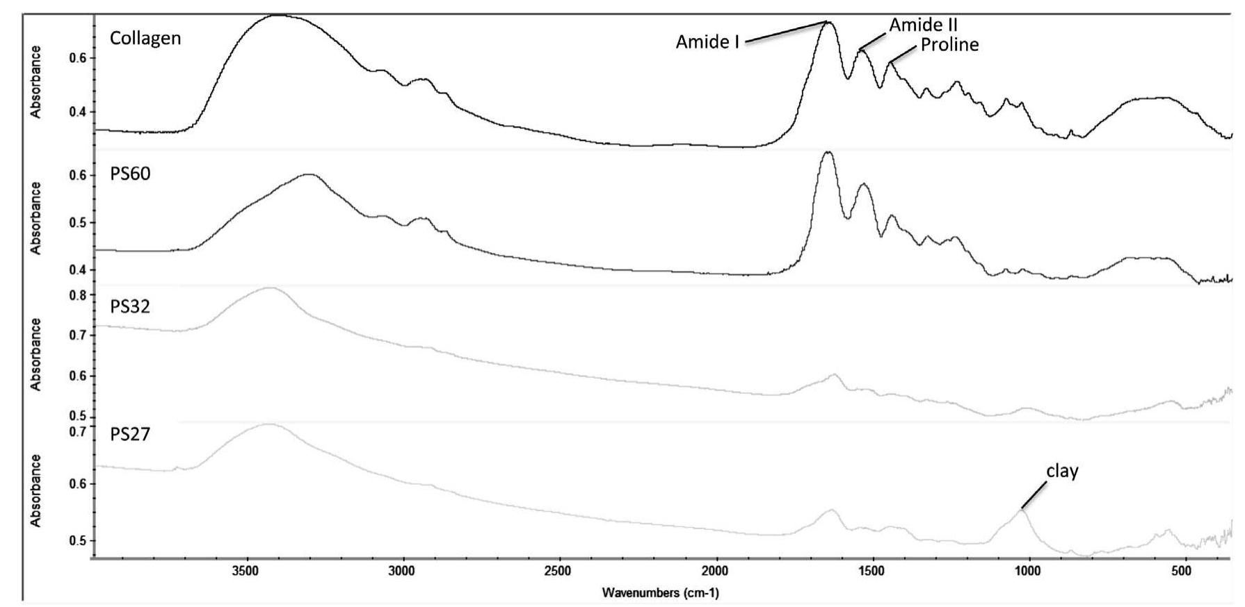 Ftir spectra of pure, fresh collagen (top) compared to the