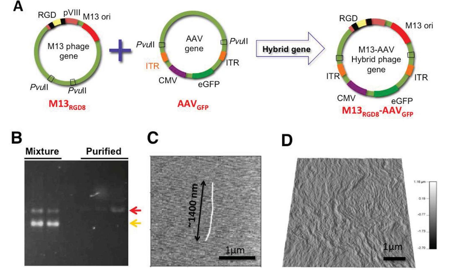 Constructing m13p¢ps-aavcrp hybrid phage. a) we used