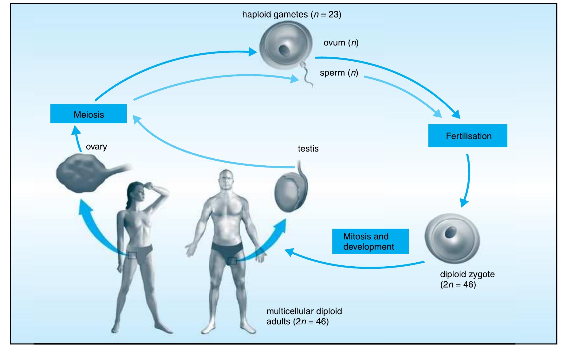 10 the human life cycle
