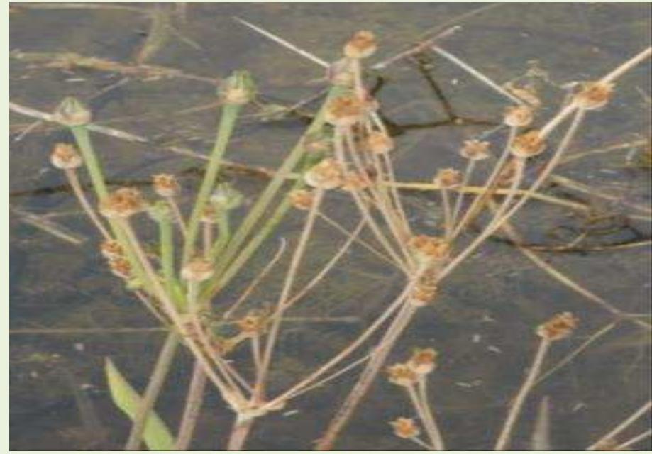 Butomopsis latifolia (d. don) kunth.
