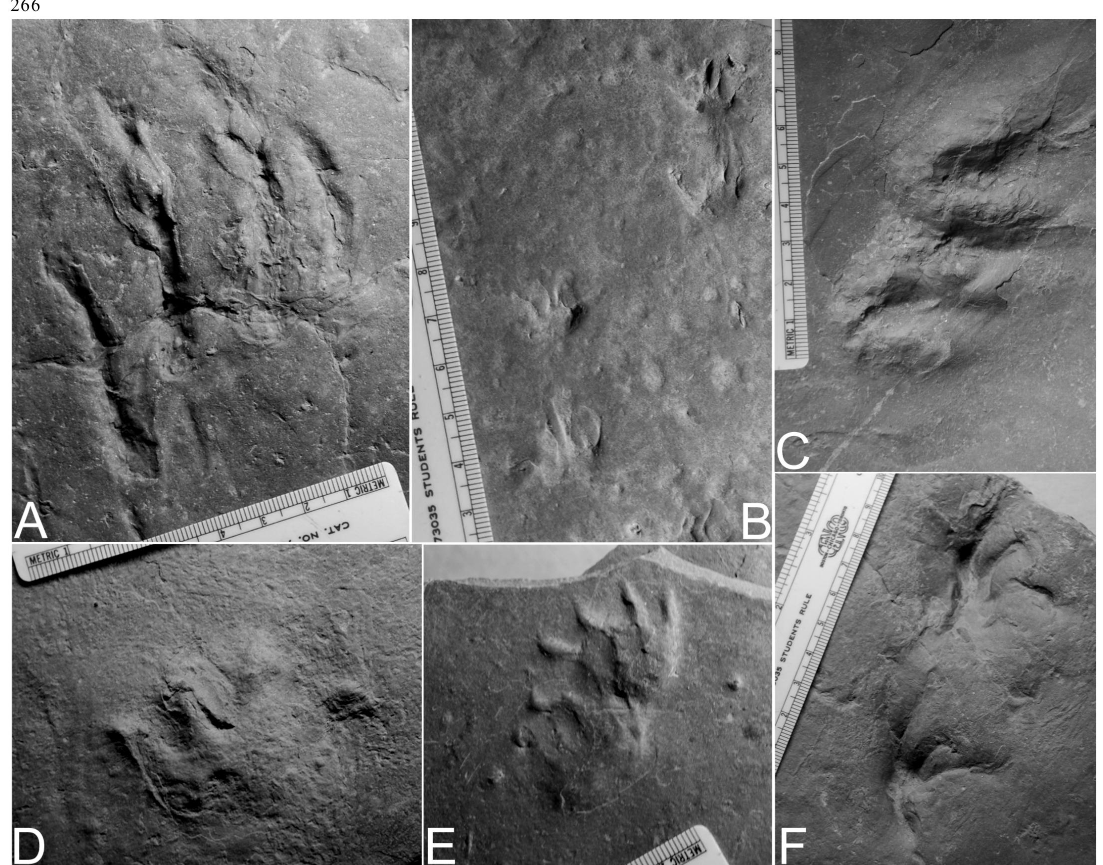 Tetrapod footprints. a, nsm 007.gf.004.348, attenosaurus