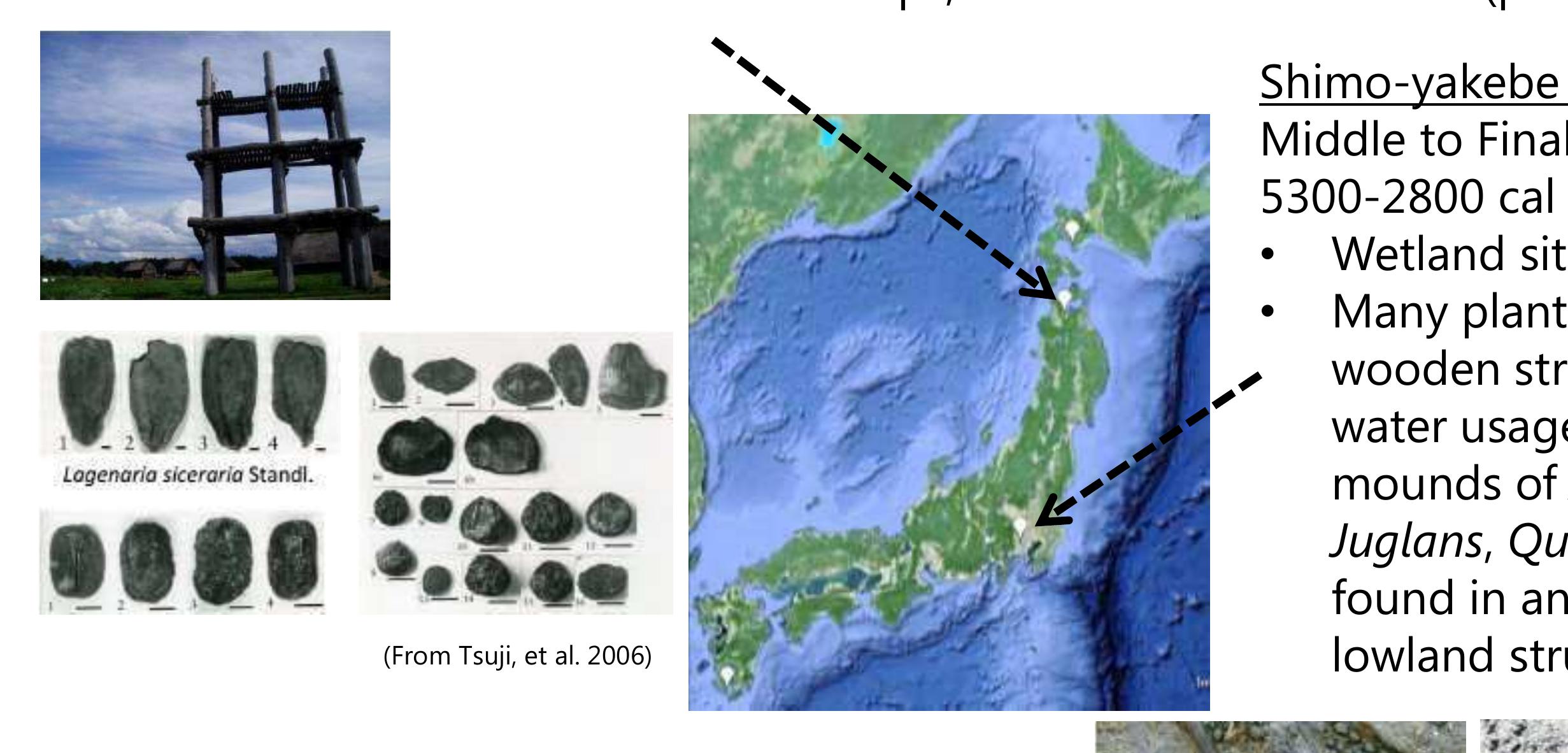 Figure 4 - What Did People Eat in Prehistoric Japan?