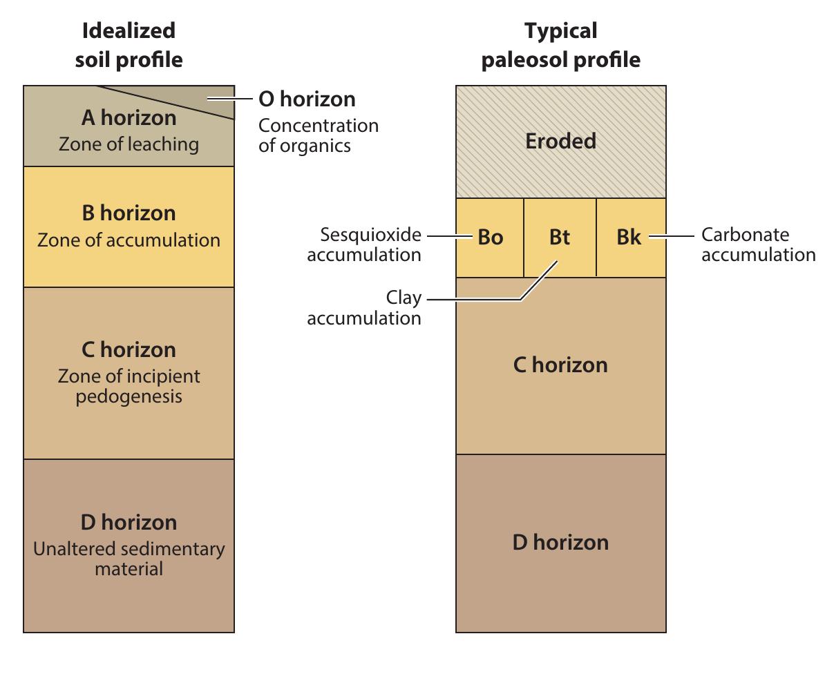 Diagrammatic comparison of an ideal modern profile and