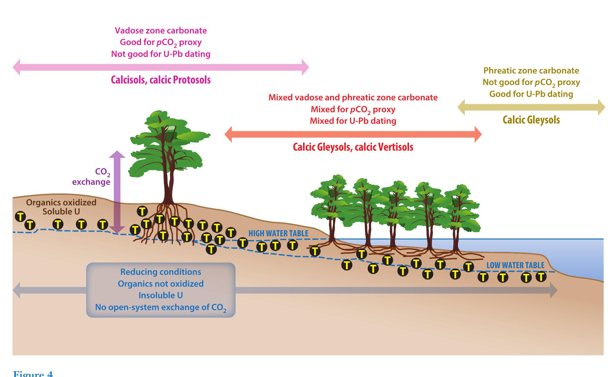 Schematic diagram illustrating the position of vadose and