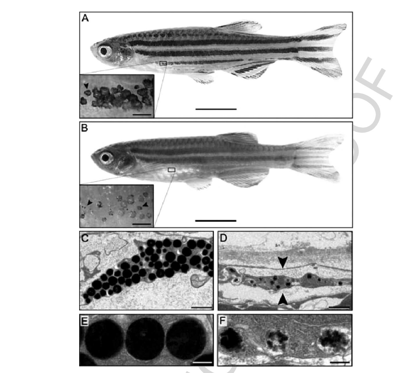 Figure 1 - Demystifying Skin Color and “Race”