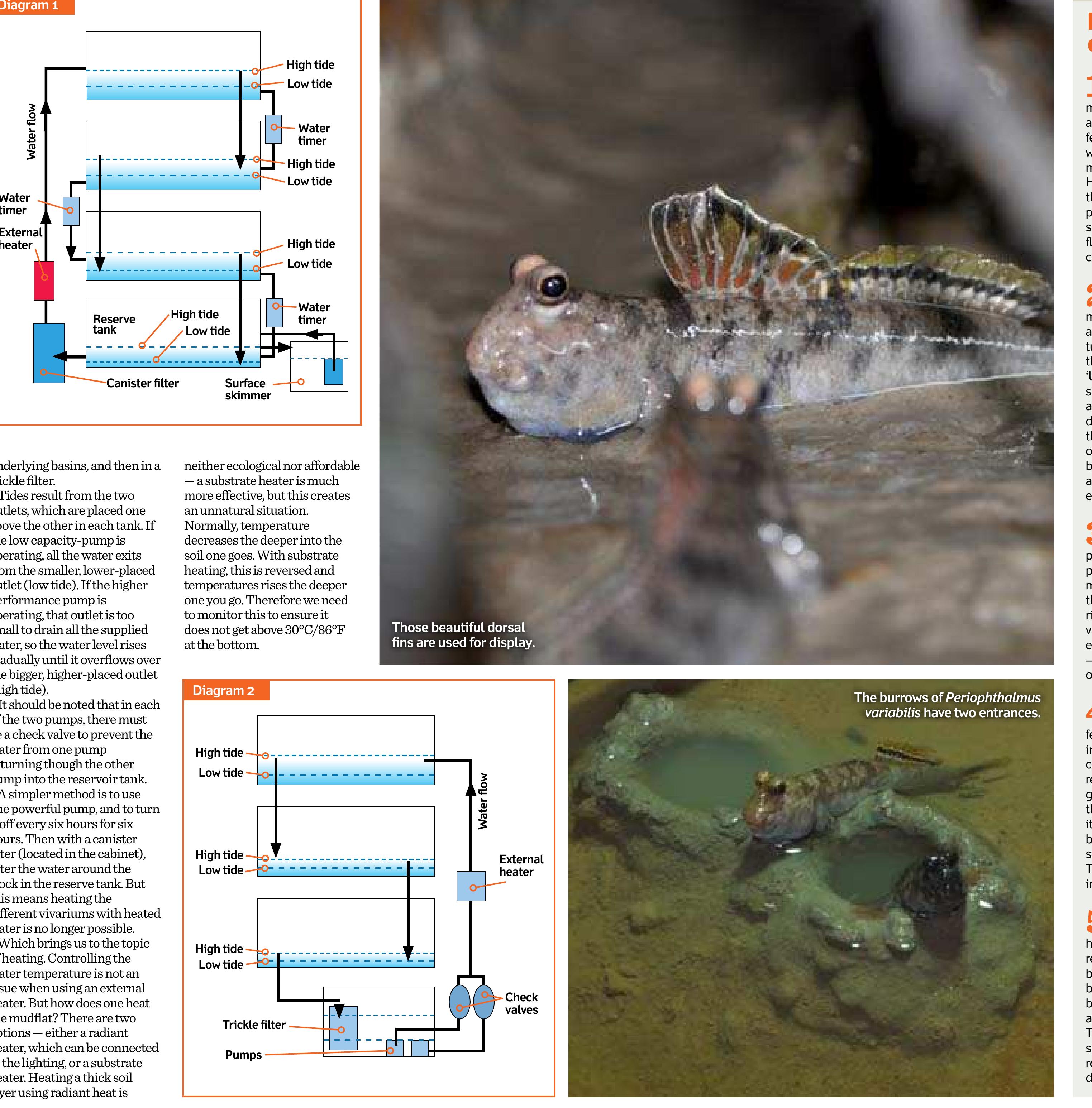 Glorious Mud - Mudskipper breeding