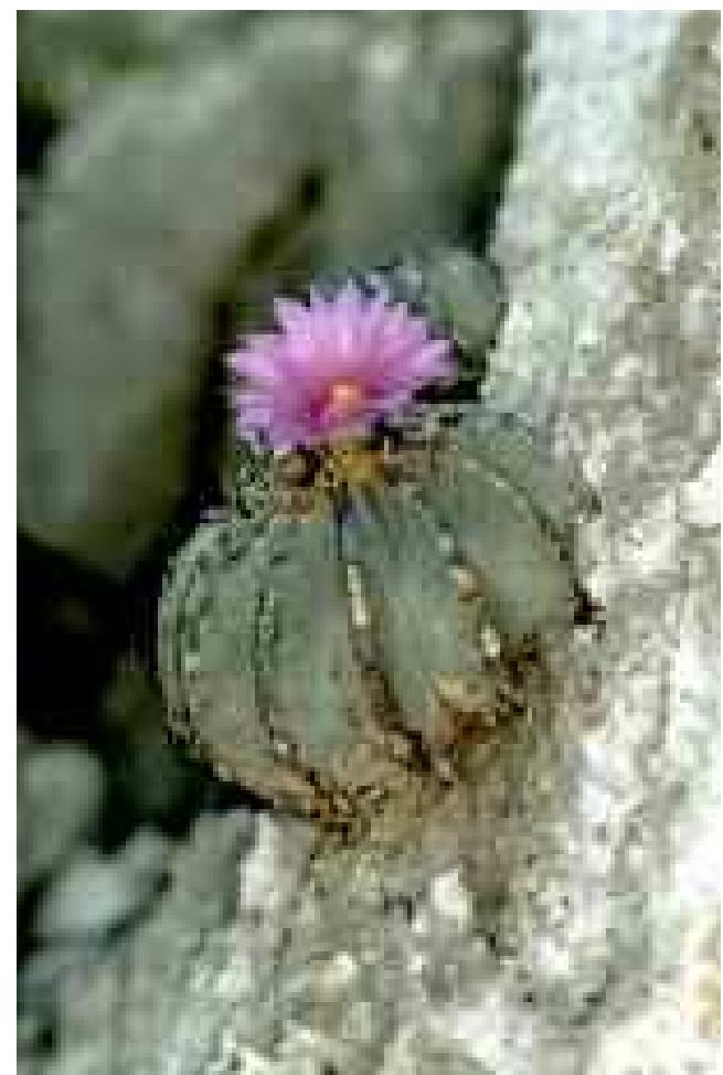 Figure 21 - Biodiversity and Biogeography of Cacti