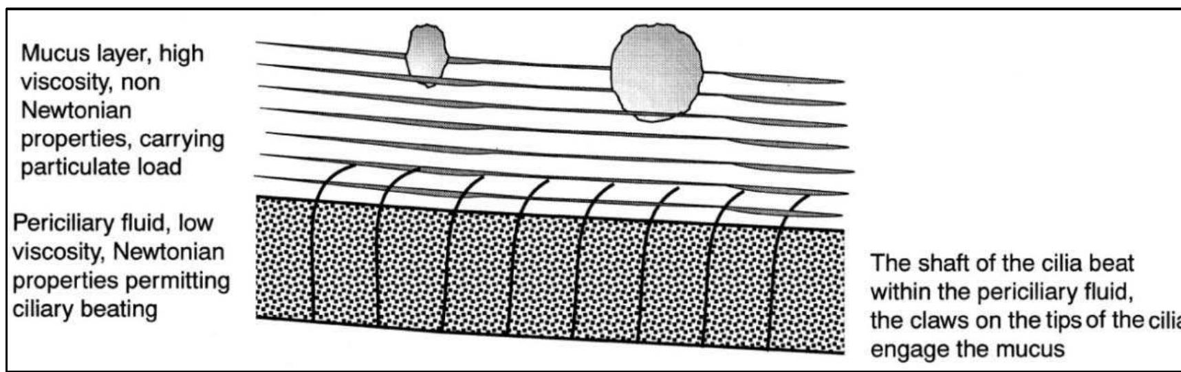 Mucus. figure 1 the diagram shows the cilia in the nasal
