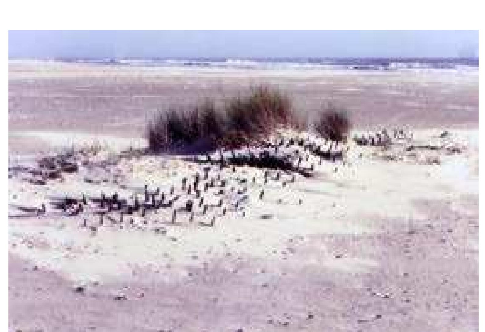 Photos: figure 90. site nav cama de faquir, working as