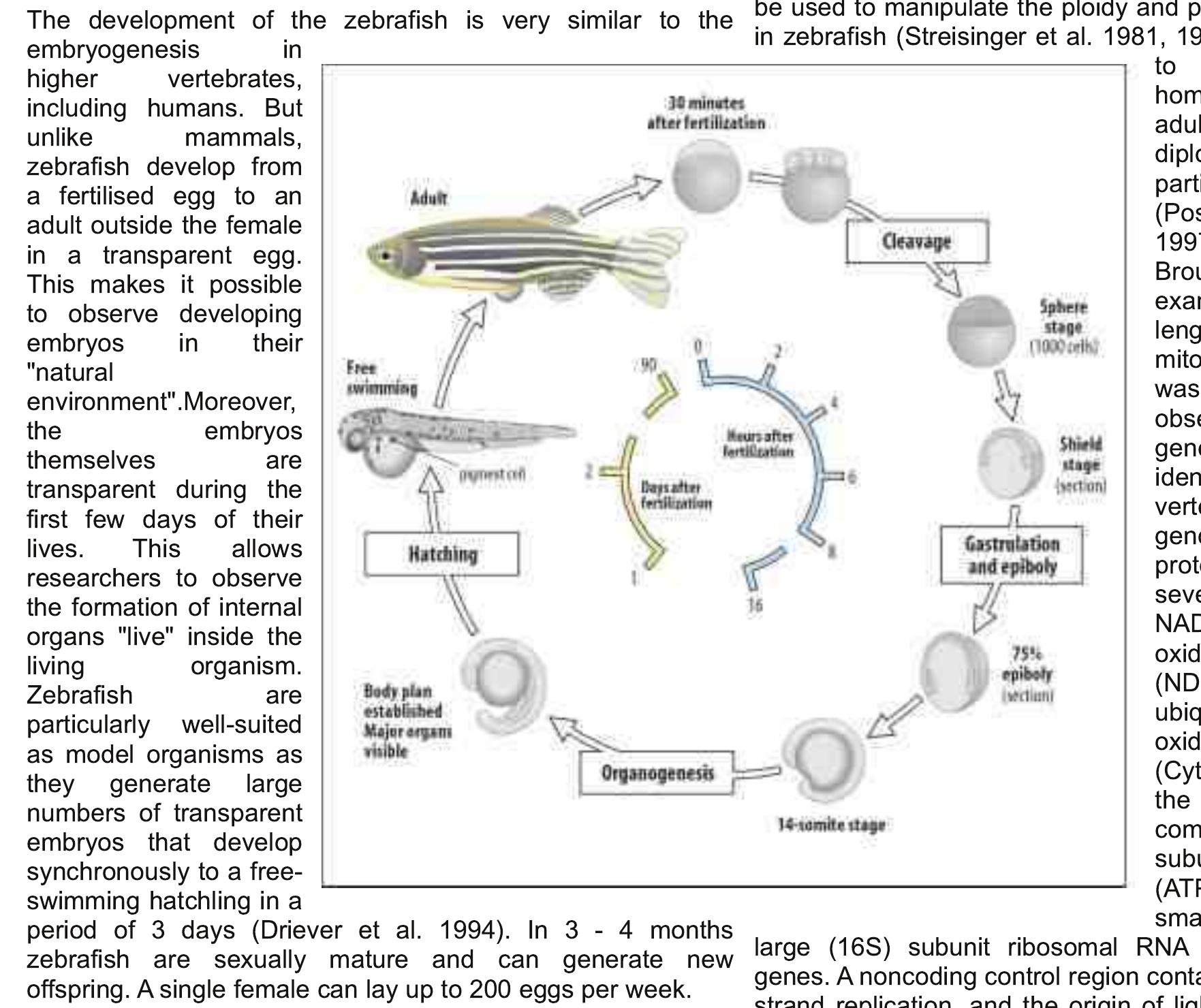 The zebrafish (danio rerio) is as an excellent model system