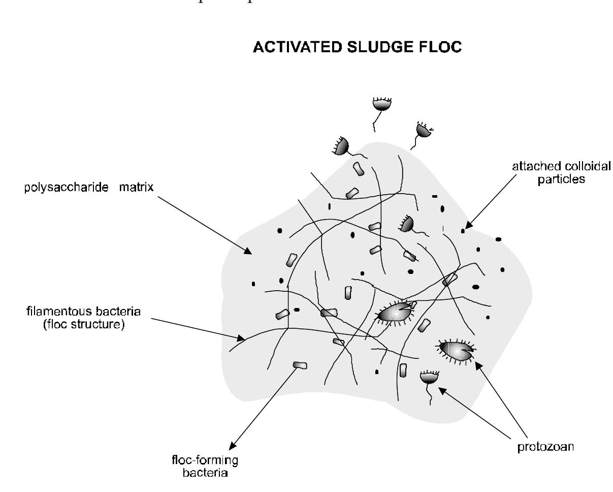 8. typical structure of an activated sludge floc (adapted