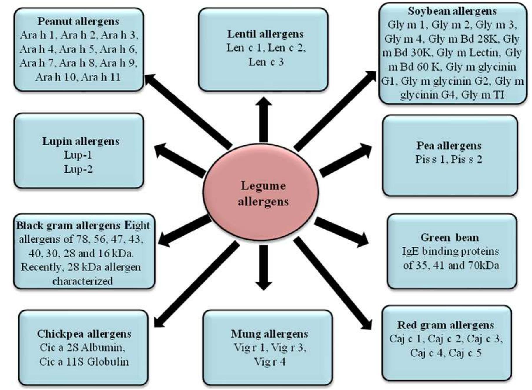 An outline of allergens from peanut, lentil, soybean, lupin,