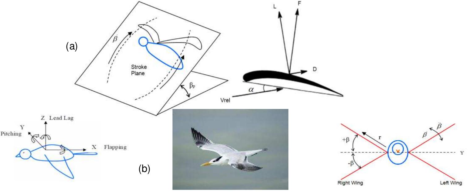 Angular movement of wing, adapted from harmon (2008); stroke