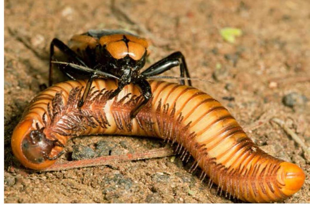 Specialist predators on millipedes. an assassin bug