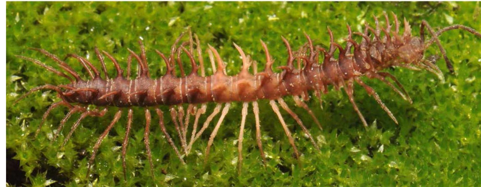 Other defense mechanisms of millipedes. desmoxytes sp.