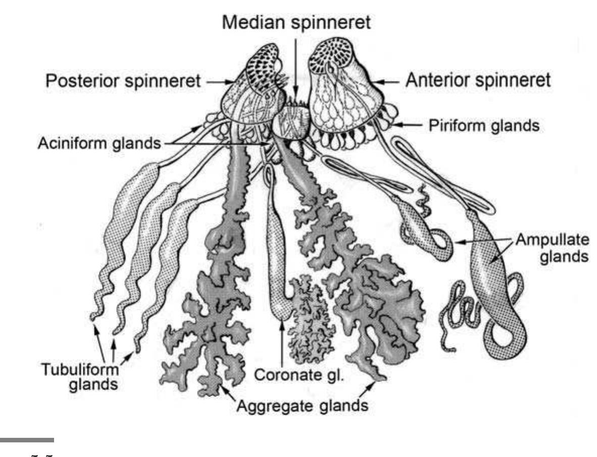 Spinning apparatus of the golden silk spider nephila. only
