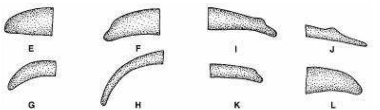 Apical cell, e: apical cell blunt, f: apical cell papillate,