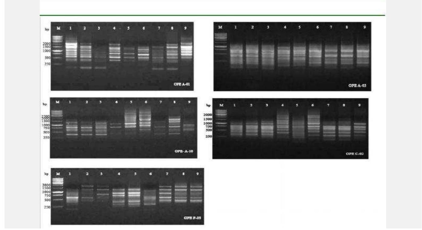 Rapd Banding Patterns Of Nine Fusarium Isolates Isolated