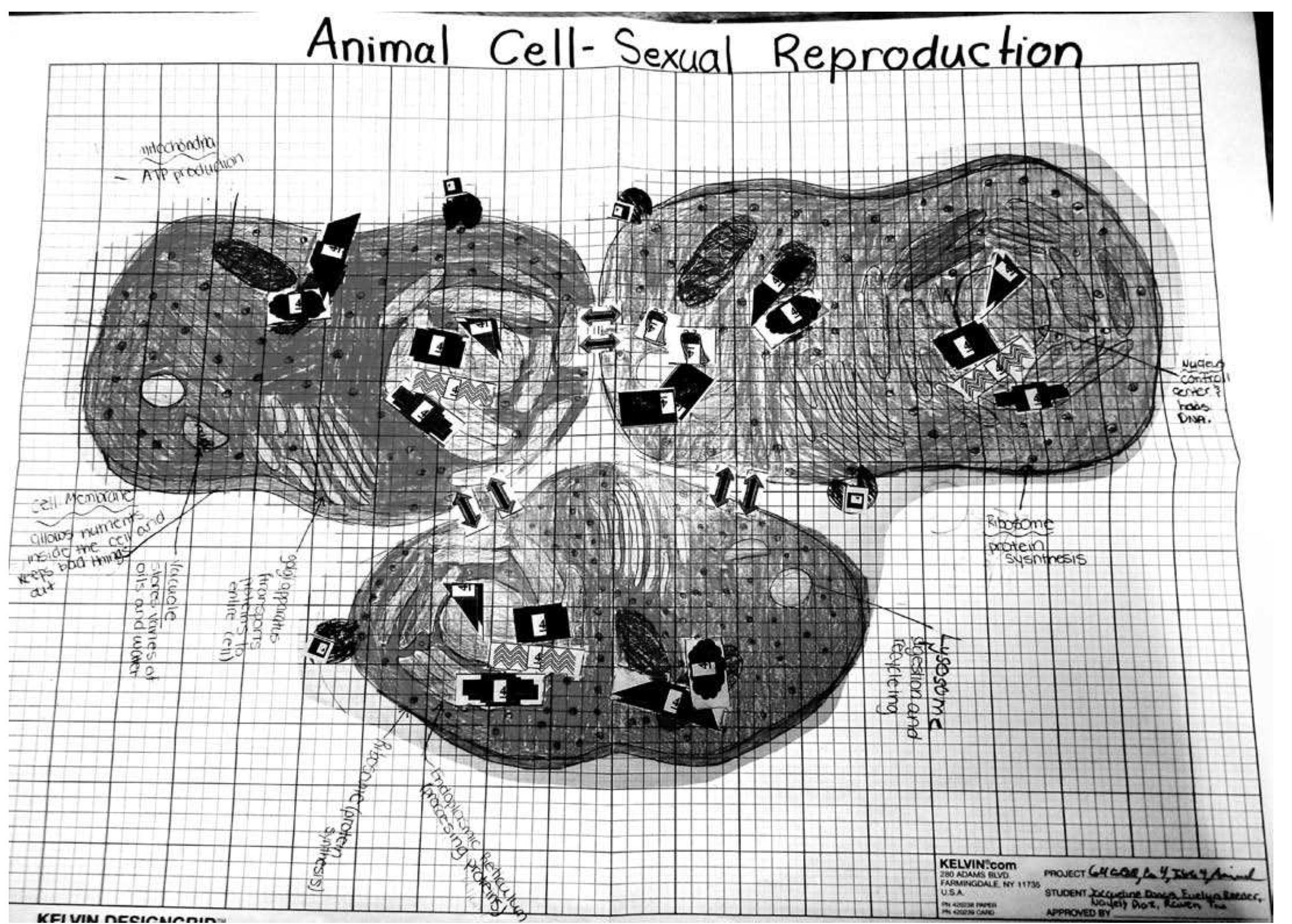 Student-generated model for animal cells.