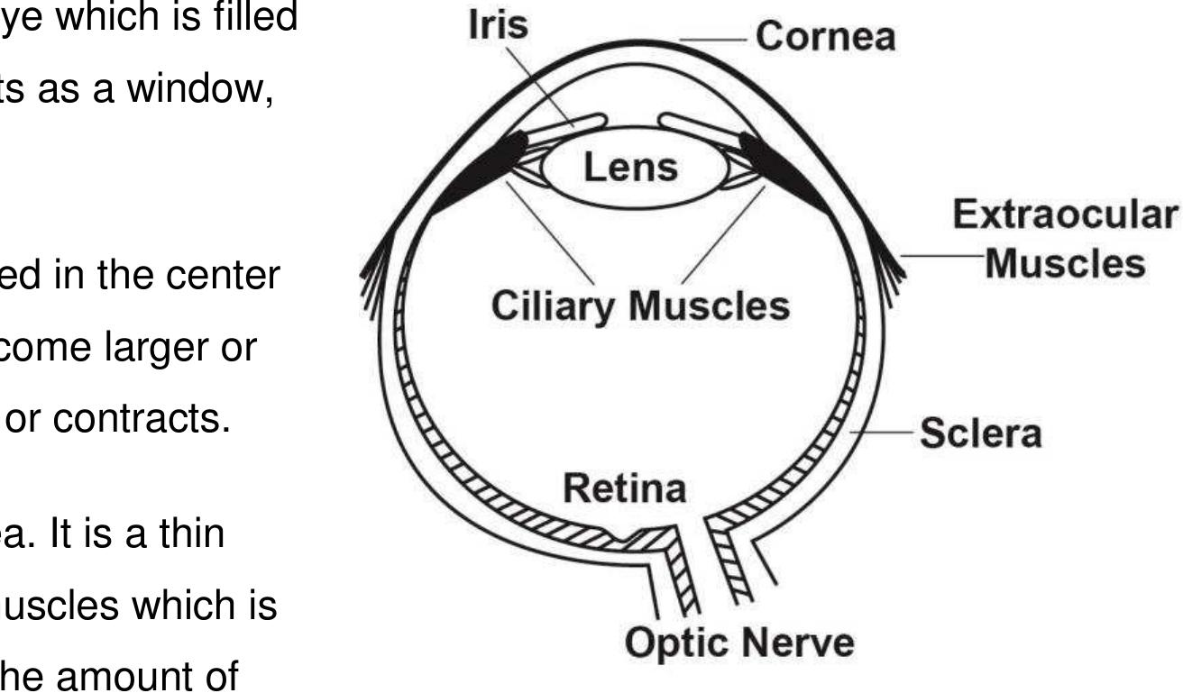 Here is a breakdown of each of the eye’s components: to