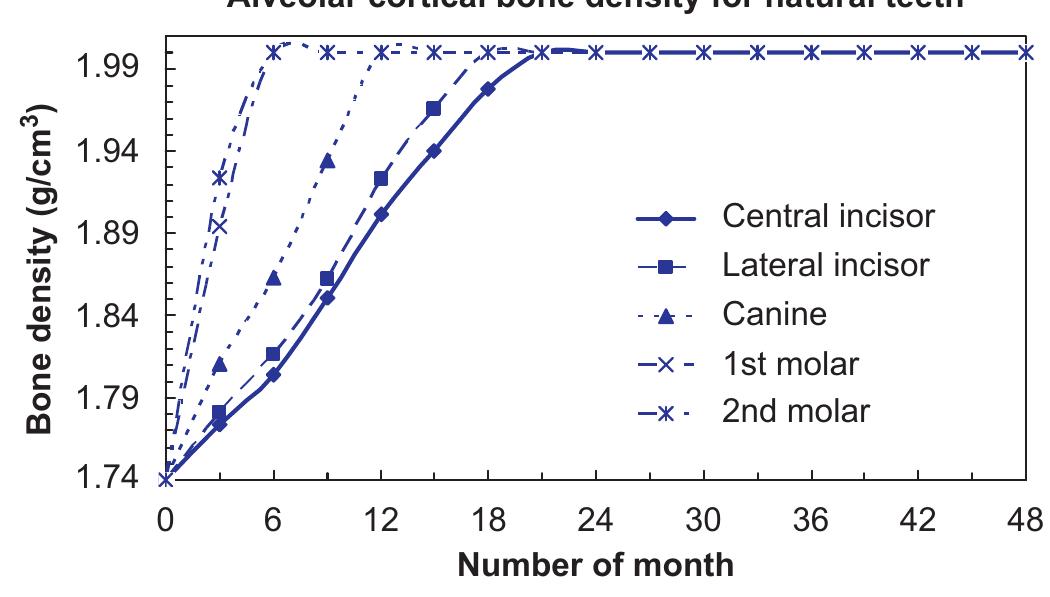Alveolar cortical bone densities surrounding the natural