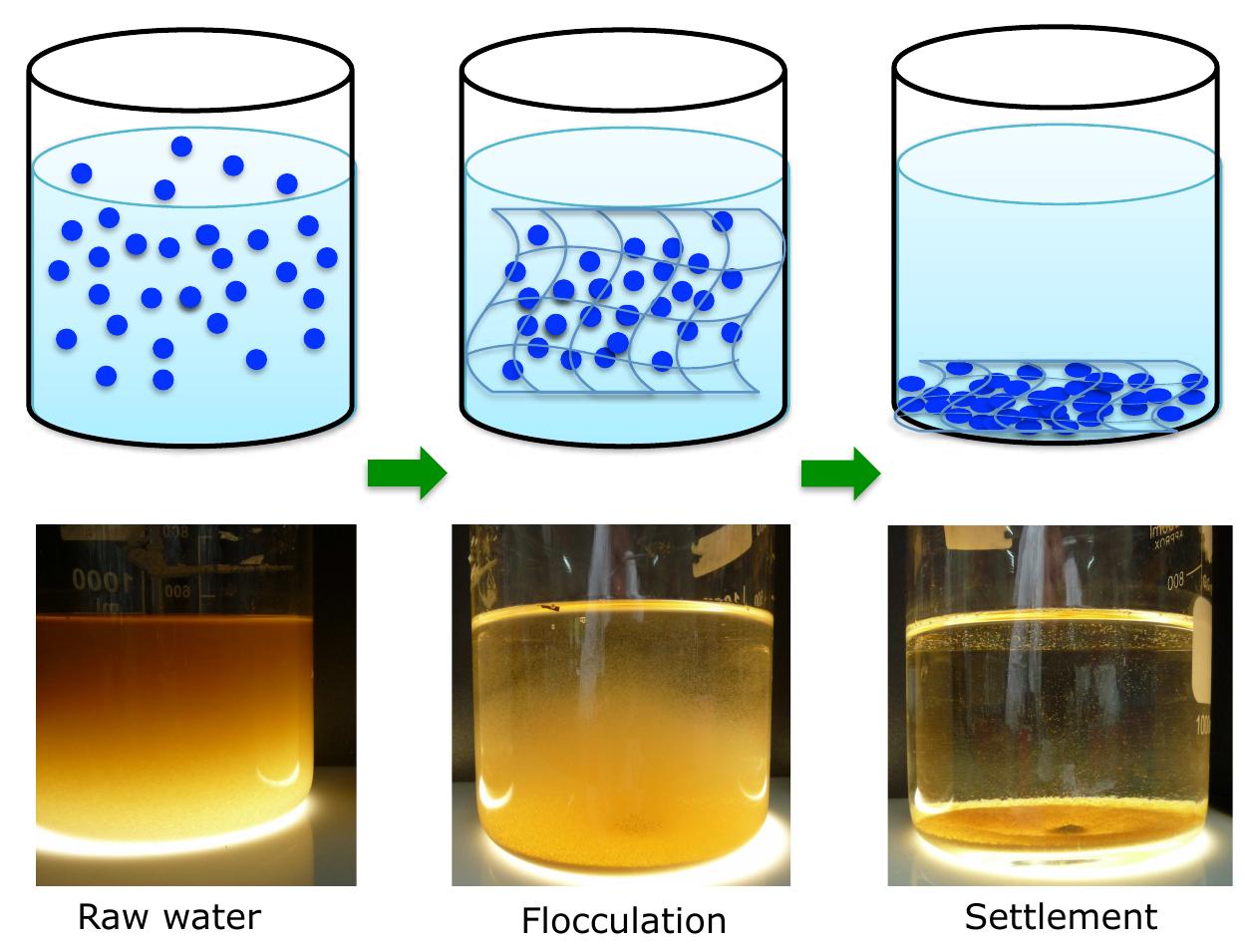 Coagulation/flocculation mechanism of moringa oleifera