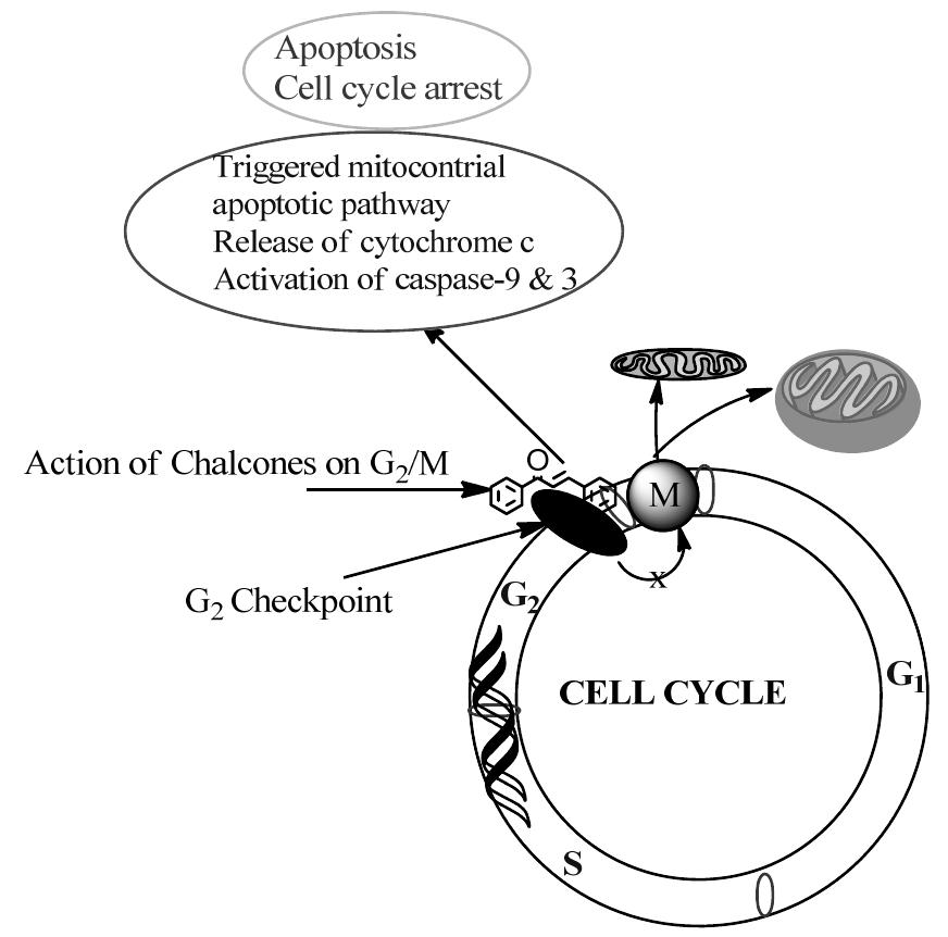 (1). schematic diagram for the cell cycle arrest by