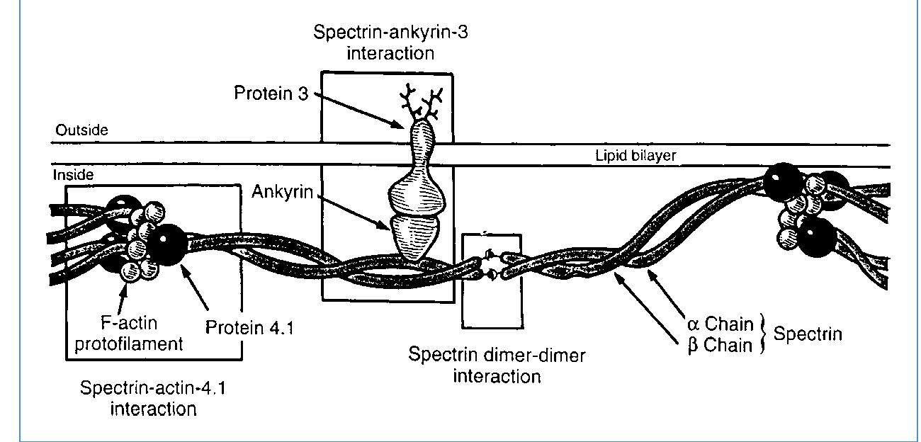 -2. schematic drawing of the erythrocyte cytoskeleton. (from