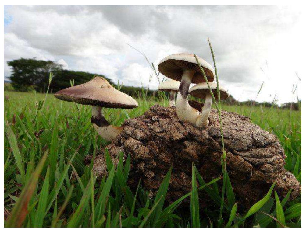 Psilocybin aka magic mushrooms: here growing in cow dung in