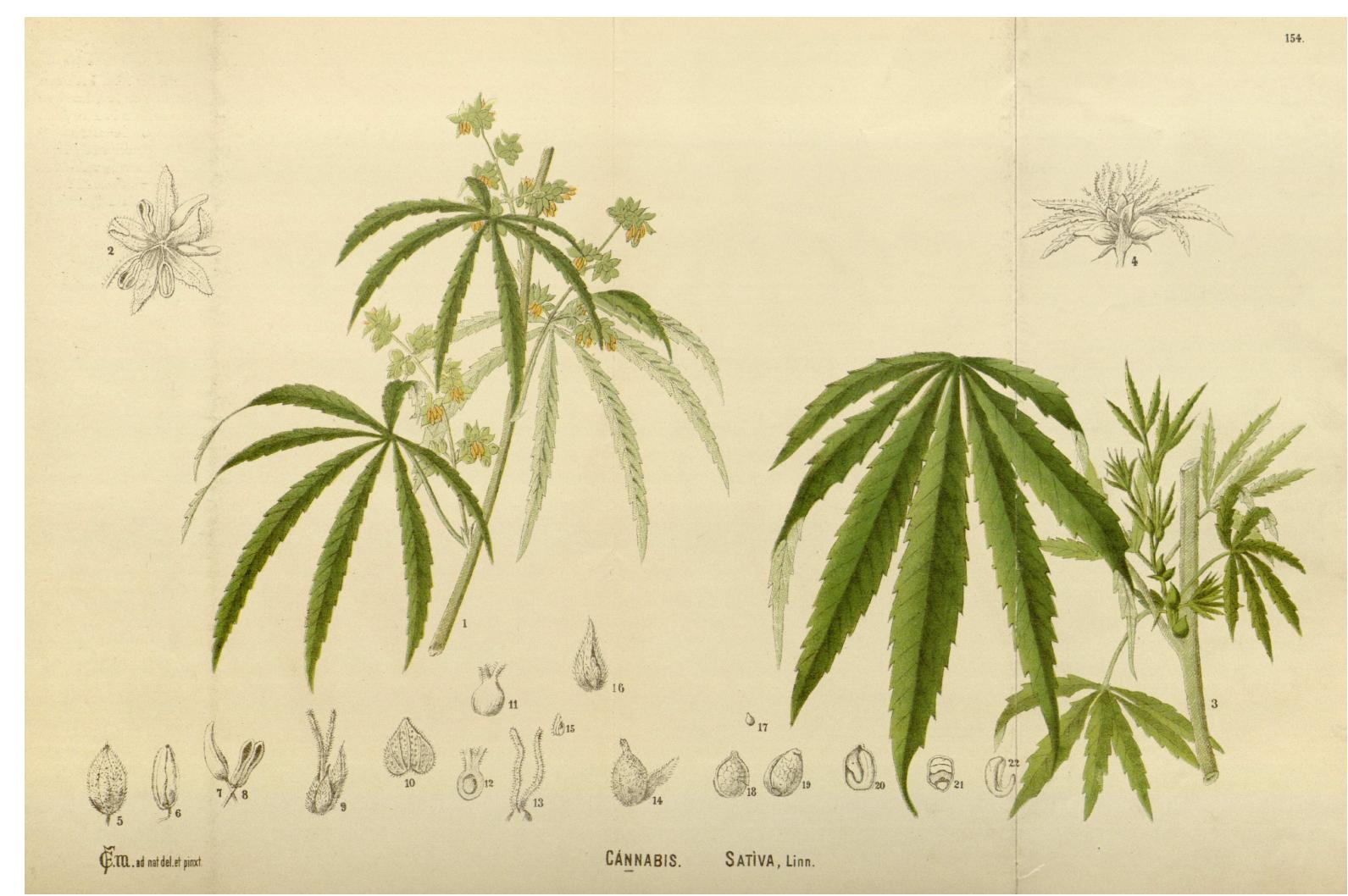 Cannabis sativa l.