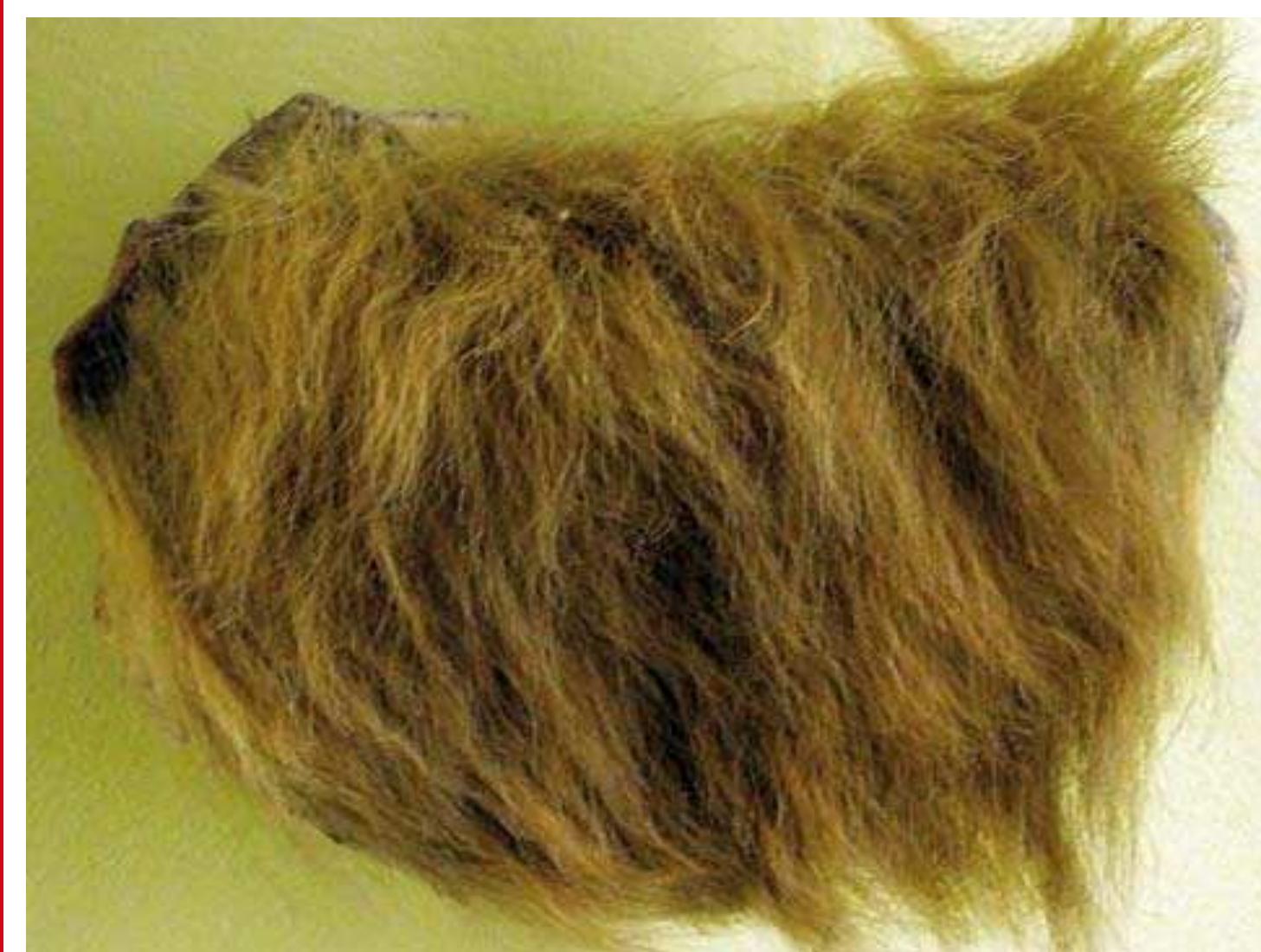 (PDF) Does the ground sloth, Mylodon darwinii, still survive in South ...