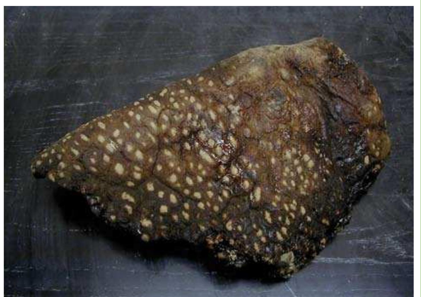 (PDF) Does the ground sloth, Mylodon darwinii, still survive in South ...