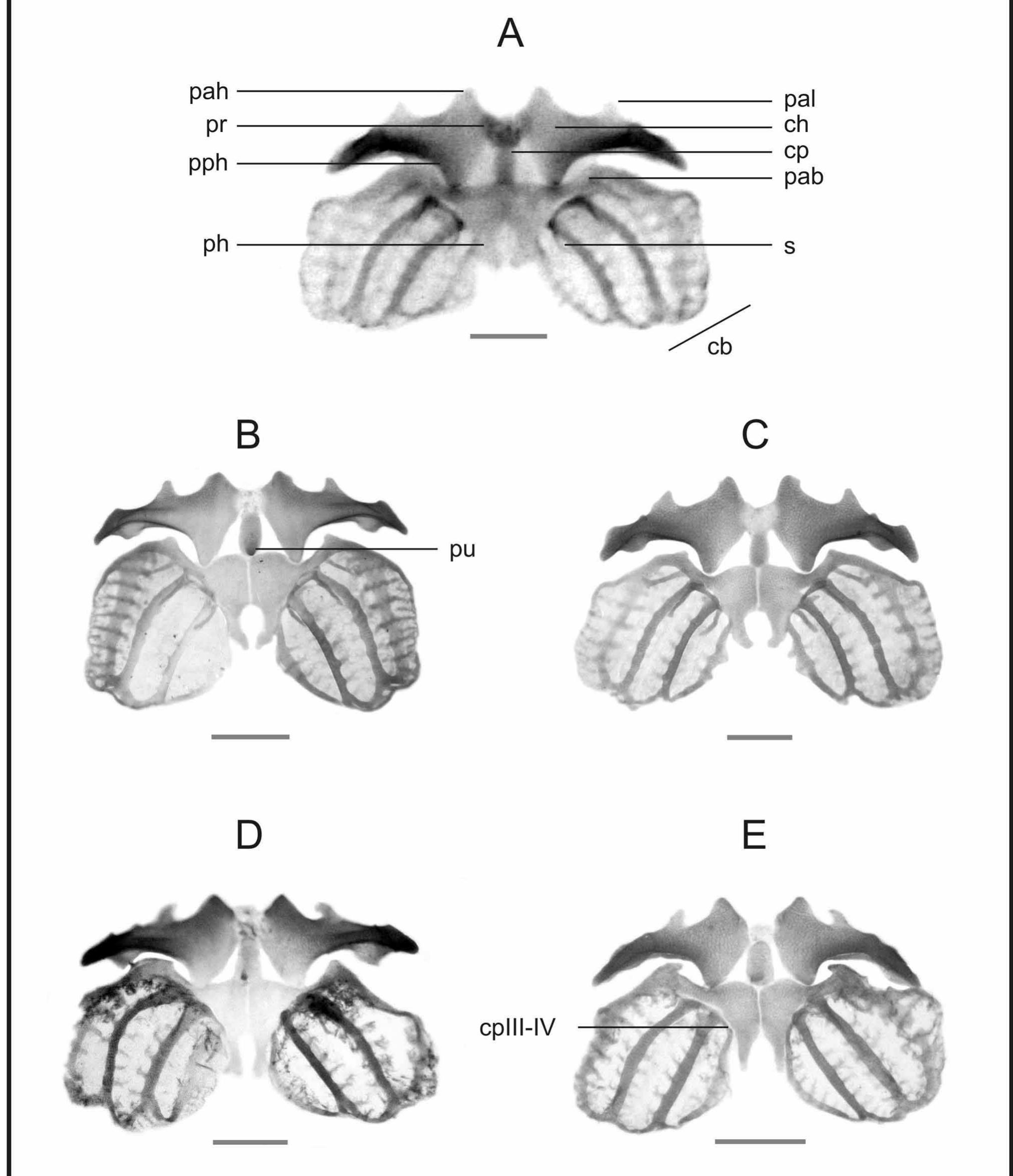 Figure 8 - Cranial anatomy of tadpoles of five species of