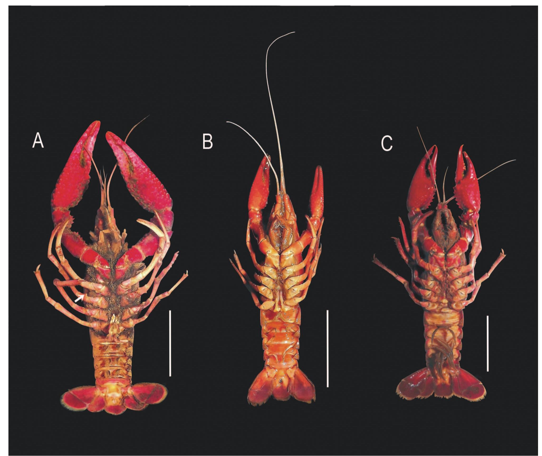 Ventral view of procambarus clarkii individuals. a: