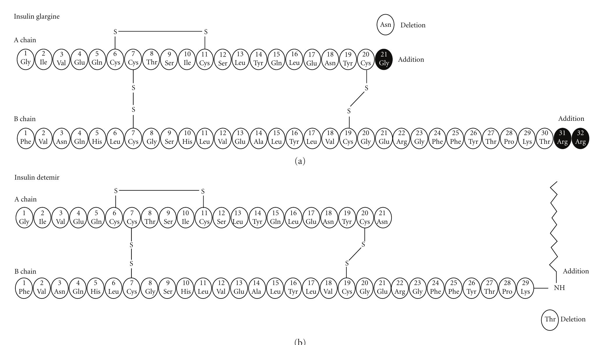 The amino acid structure of insulin glargine and detemir