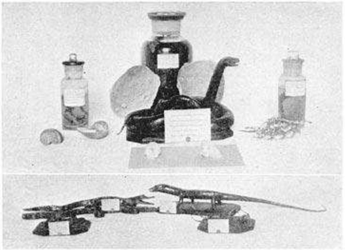 Specimens collected by rizal and father sanchez, now in the