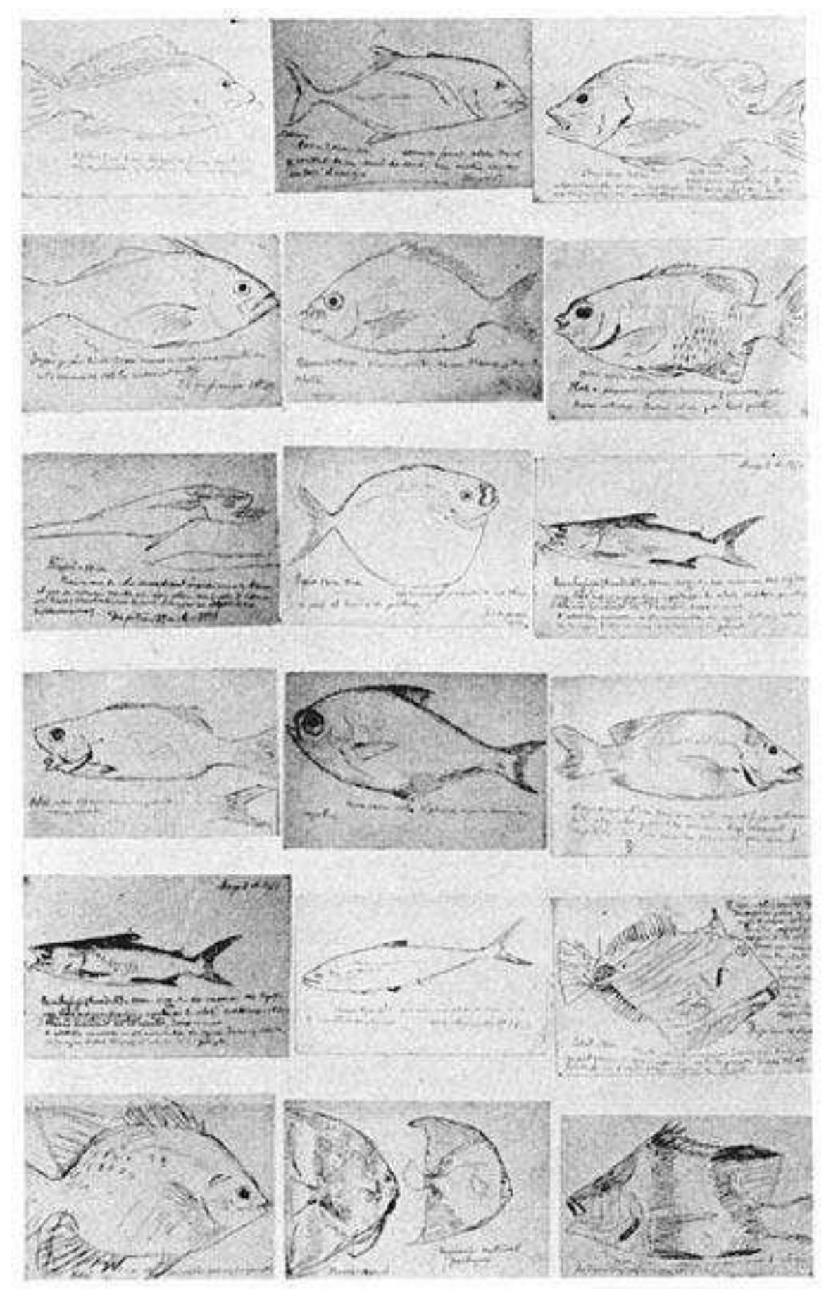 Figure 7 - from The Deportation to Dapitan