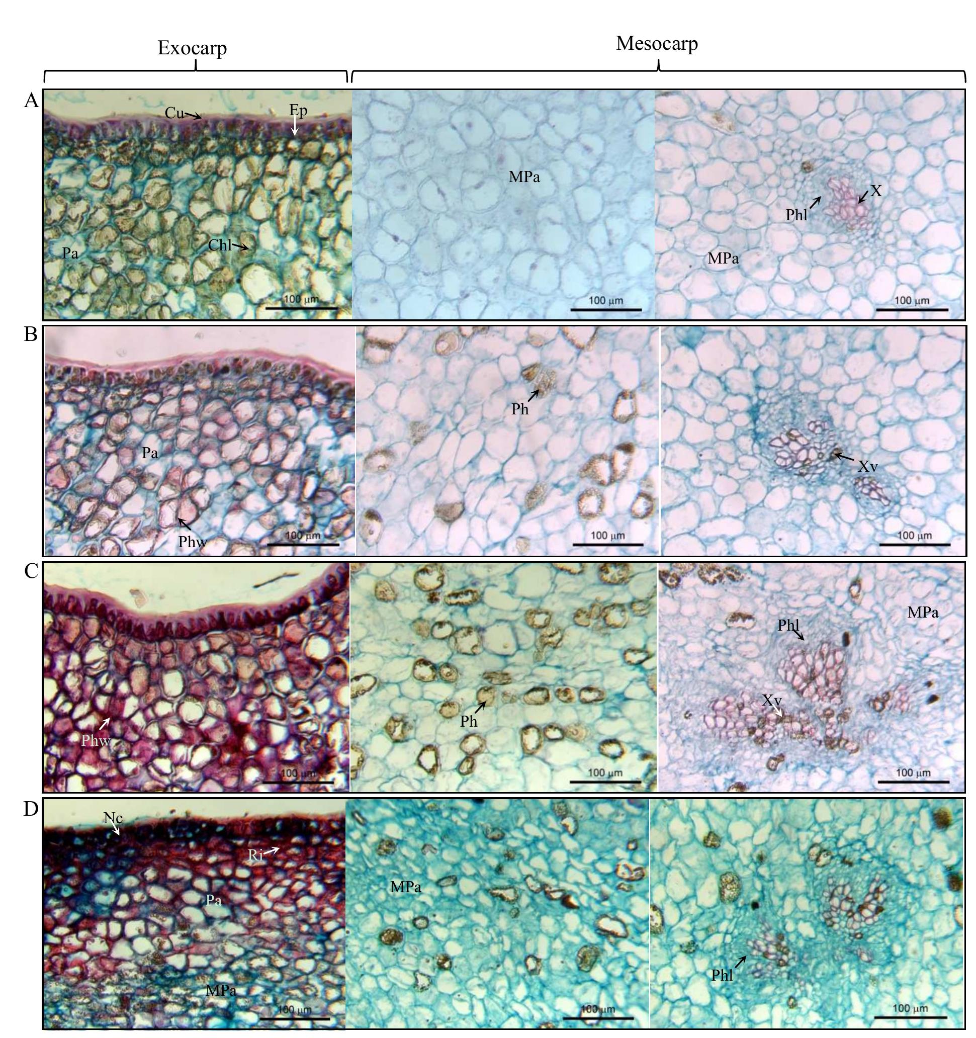 Cross section micrographs of the exocarp and mesocarp