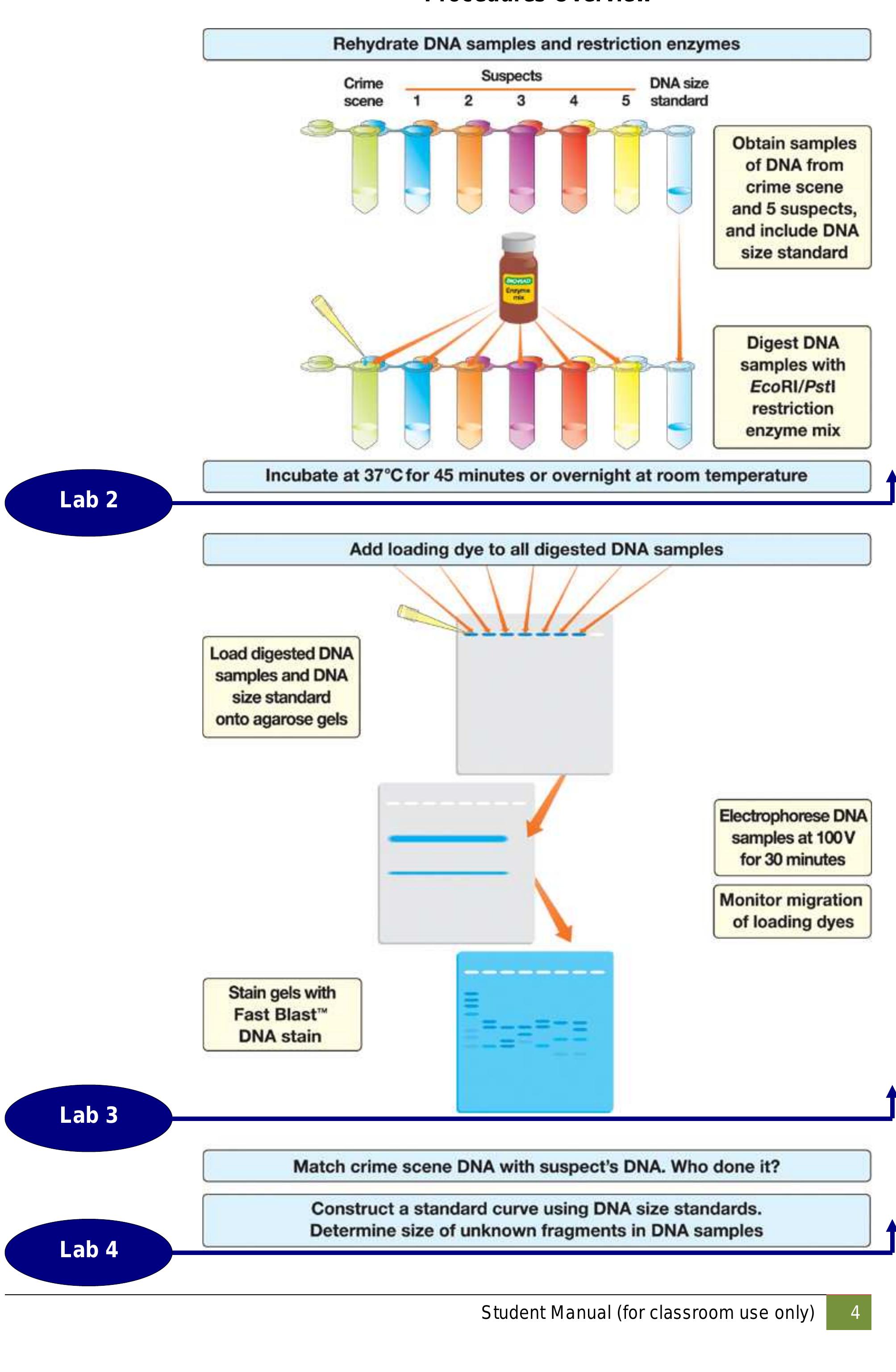 (PDF) Laboratory Manual: Forensic DNA Typing