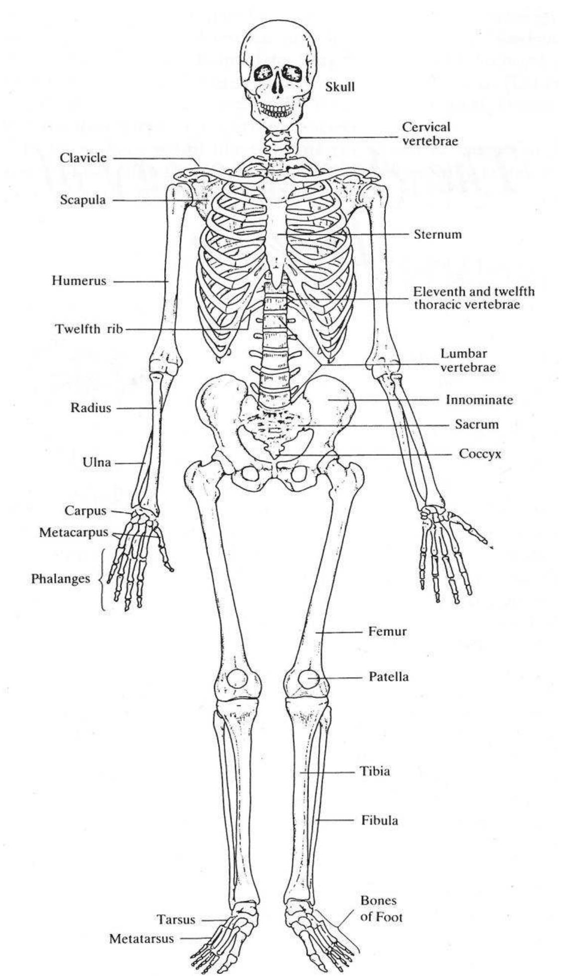 Supplement. the human skeleton, from roberts and man-
