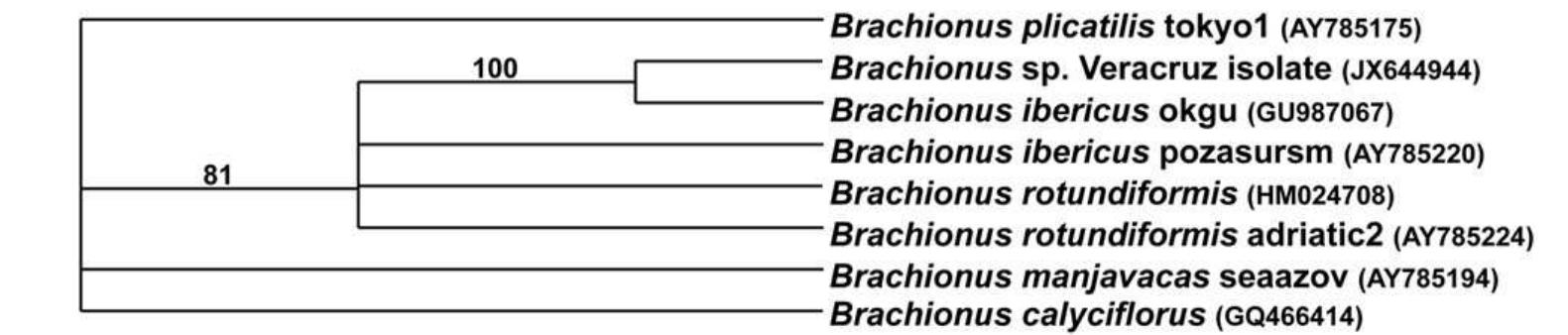 Phylogenetic reconstruction of brachionus rotifers using