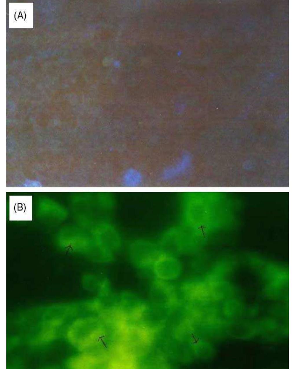 Figure 3 - from Development of a flow cytometry based method