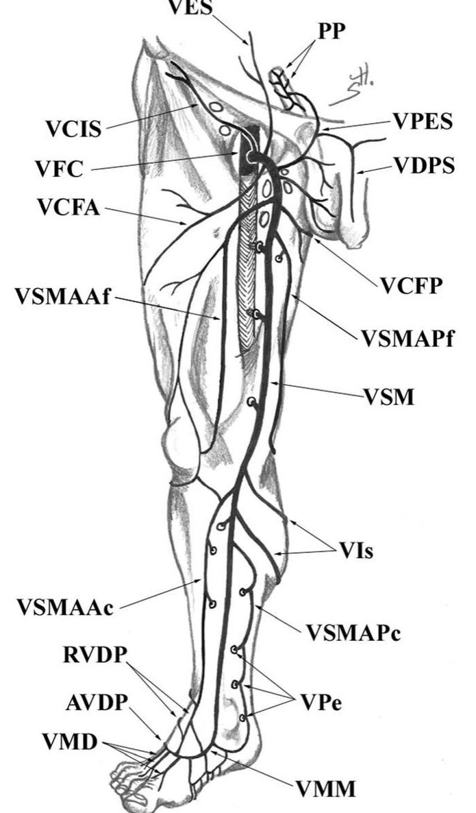 Superficial veins of the lower limb: ventral aspect. avdp: