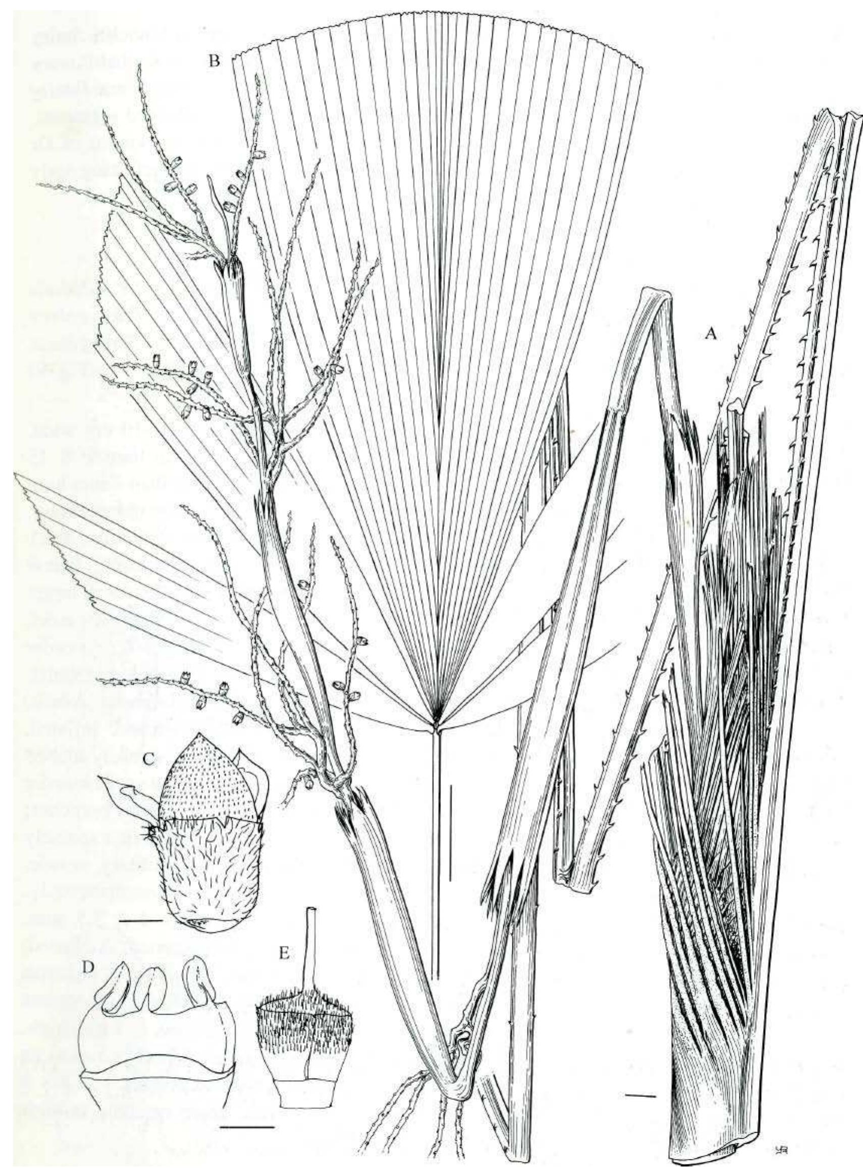 Licuala ahlidurii. a. leaf sheath and petiole with