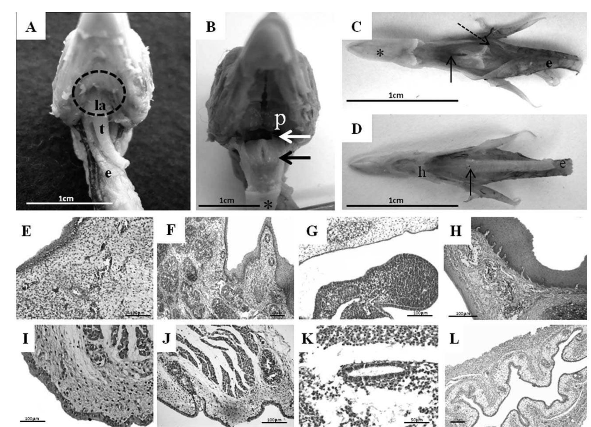 Gross anatomy features of fetuses at 18 days (in a, b, c and