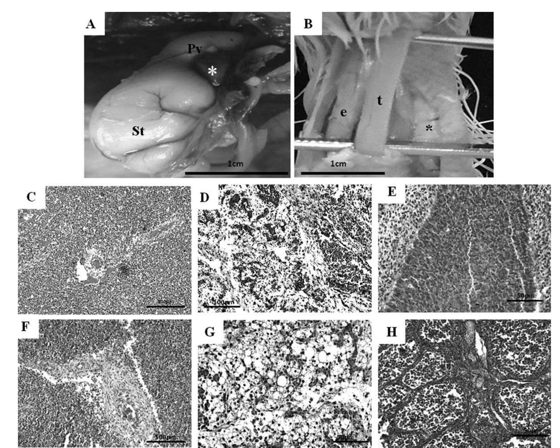 Gross anatomy features 18 days fetal chicken. a: the spleen