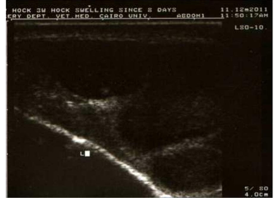 Longitudinal scan of the lateral pouch of the tarsocrural